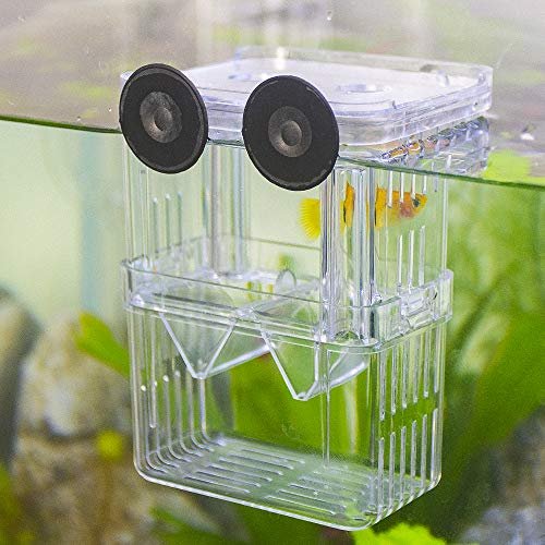 Affordable Guppy Breeding Tank: Top Budget-Friendly Breeder Boxes ...