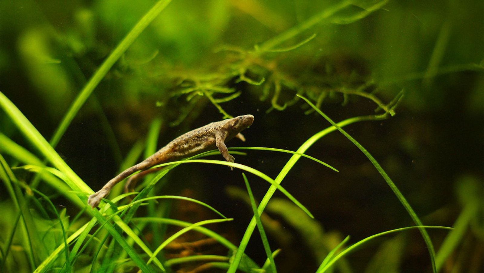 African Dwarf Frog Tank Heating Guide: Ultimate Tips for Success - Top ...
