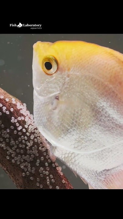 Angelfish Breeding Environment Simulation: Ultimate Guide for Success ...