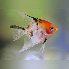 Angelfish Frozen Food Feeding: Ultimate Guide for Healthy Growth - Top ...
