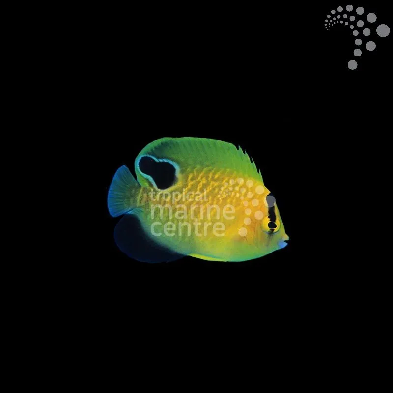 Angelfish Tank Cleaning Schedule: Ultimate Guide for Crystal Clear ...