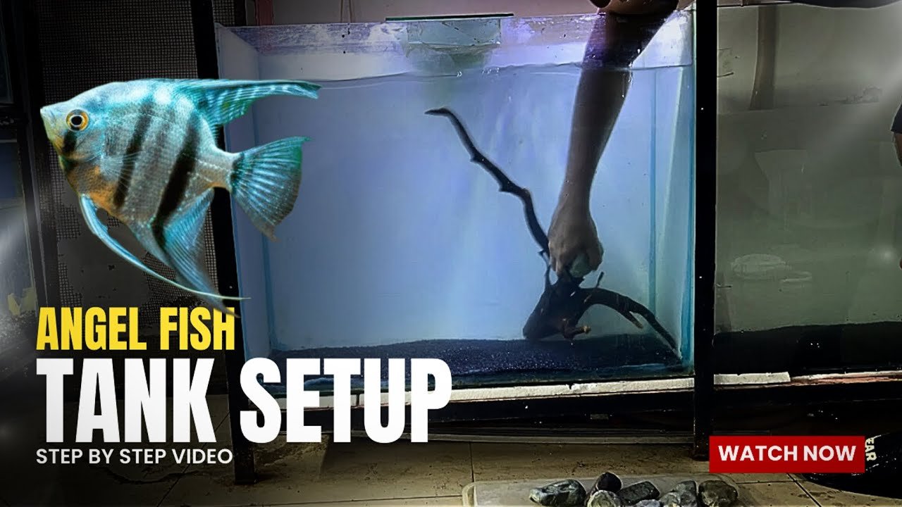Angelfish Tank Setup Guide: Ultimate Tips for a Stunning Aquarium - Top ...