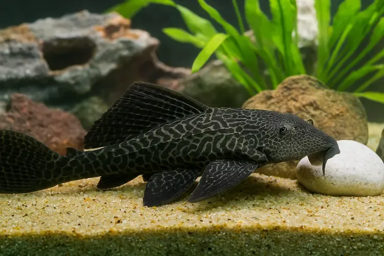 Aquarium Care for Aggressive Fish Species: Expert Tips & Tricks - Top ...