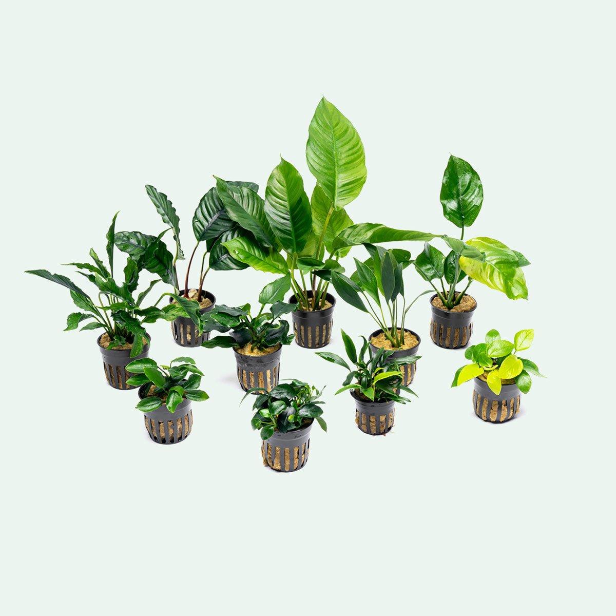 Aquarium Plants for Specific Species Tanks: Ultimate Care Guide - Top ...