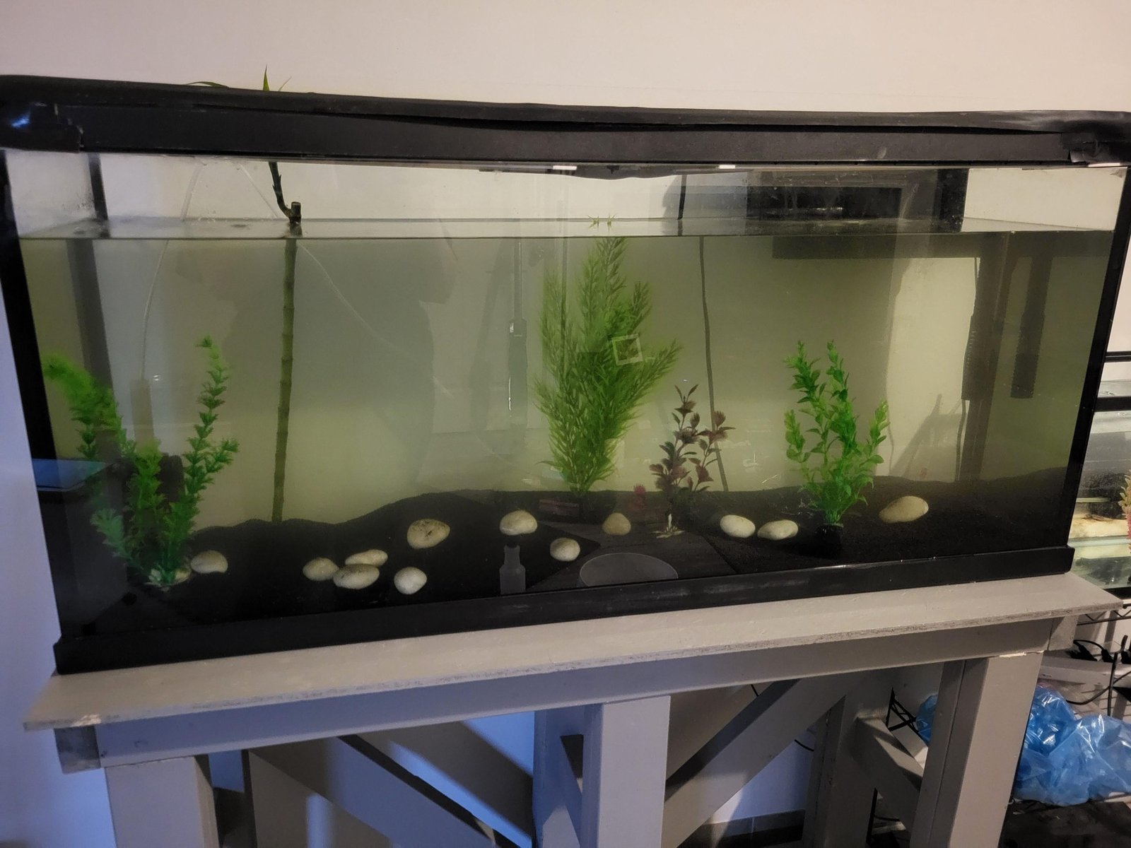 Aquarium Setup for 50-Gallon Tank: Ultimate Guide for Beginners - Top ...