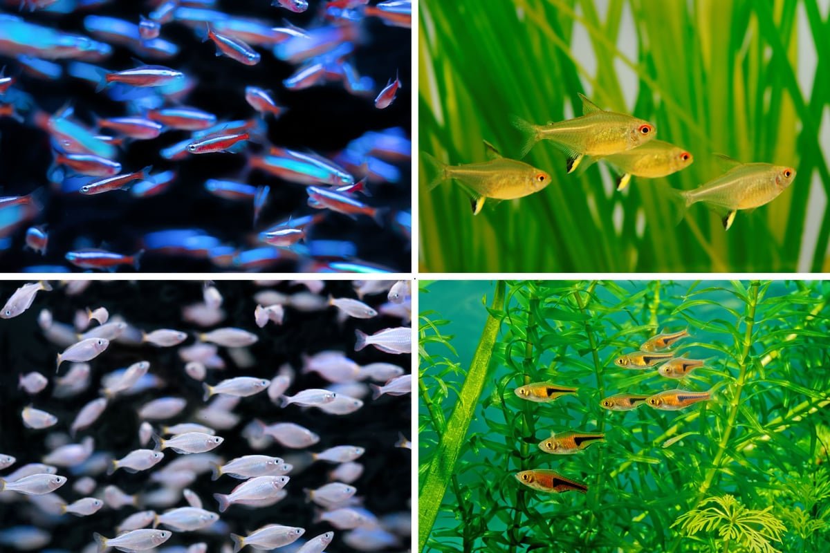 Aquarium Setup for Schooling Fish Species: Ultimate Guide & Tips - Top ...