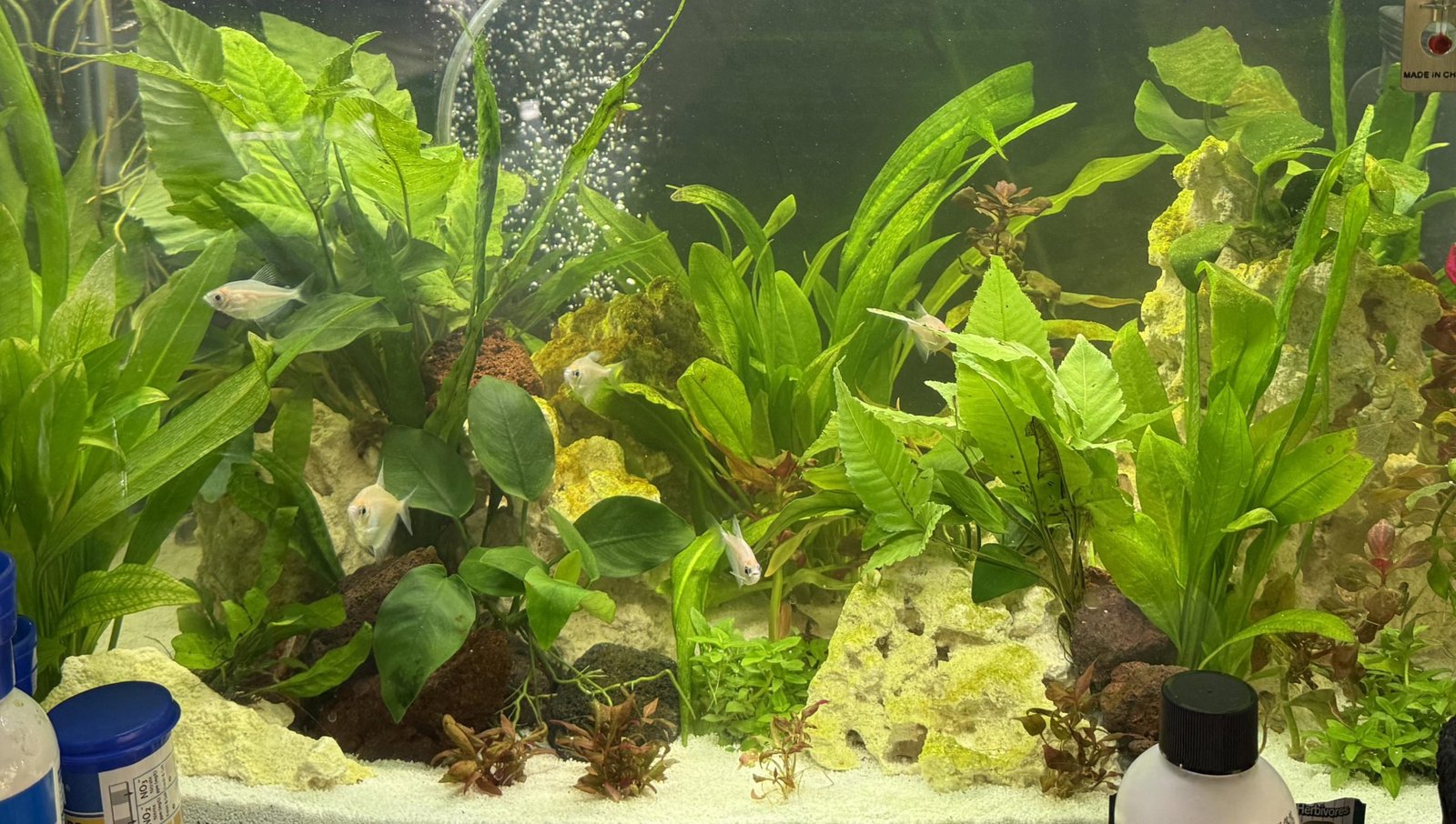 Aquarium Setup for Single Species Tanks: Ultimate Guide & Tips - Top ...