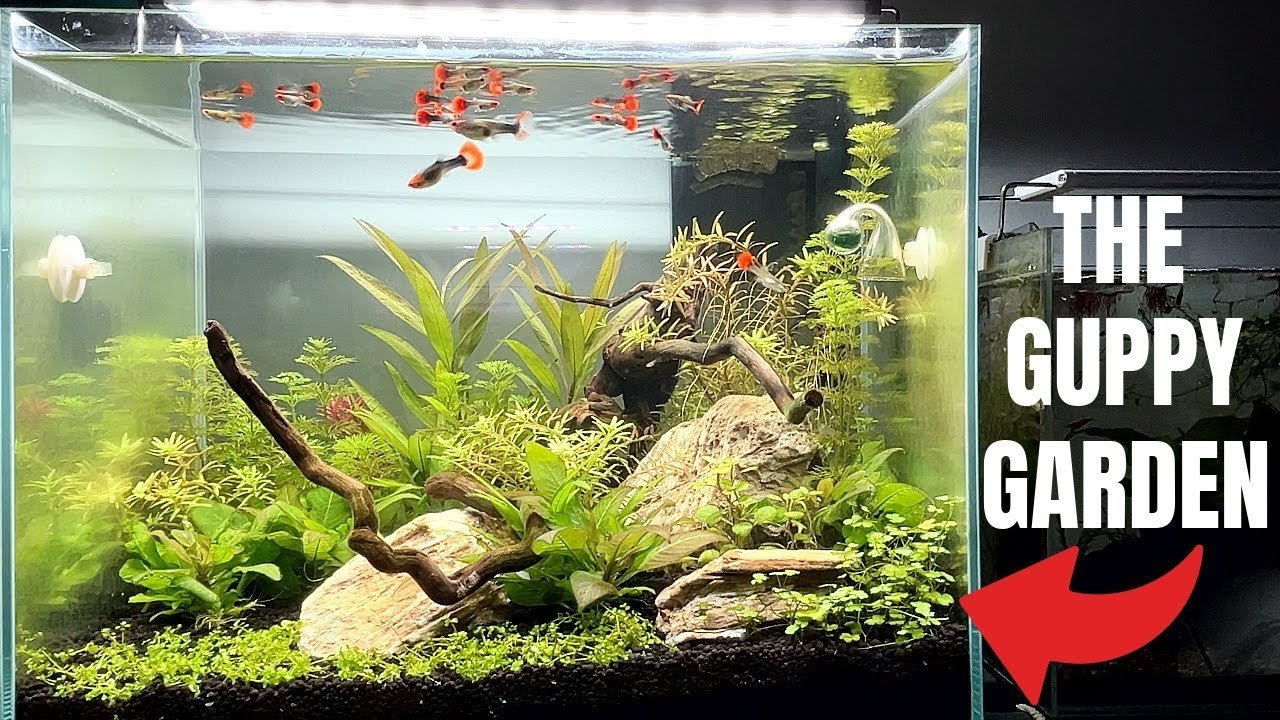 Aquascaping for Guppy Tanks: Stunning Designs for Vibrant Homes - Top ...