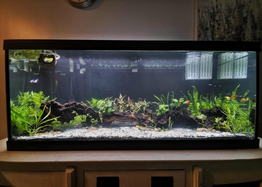 Aquascaping for Hiding Shy Fish: Ultimate Tips to Create Safe Havens ...