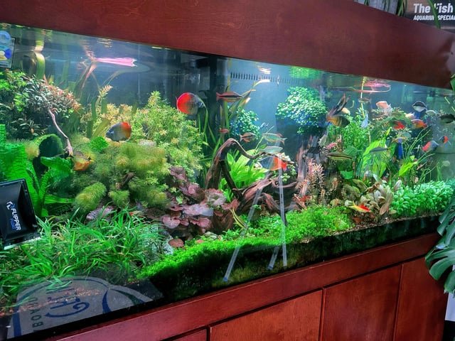Aquascaping for Show Tanks: Stunning Designs to Wow Viewers - Top Aquarium
