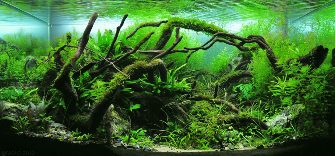 Aquascaping for Shy Species: Expert Tips for a Peaceful Tank - Top Aquarium