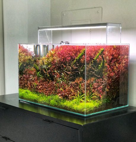 Aquascaping for Tropical Fish Tanks: Stunning Designs & Tips - Top Aquarium