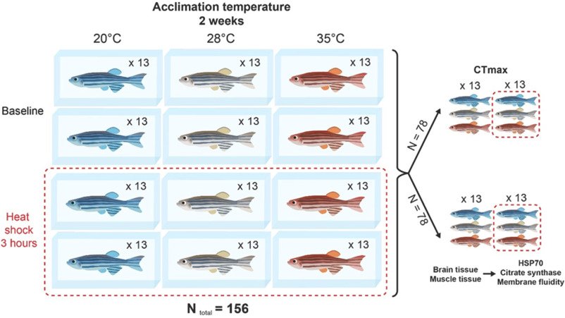 Avoiding Thermal Shock to Fish: Essential Tips for Healthy Aquatic Life ...