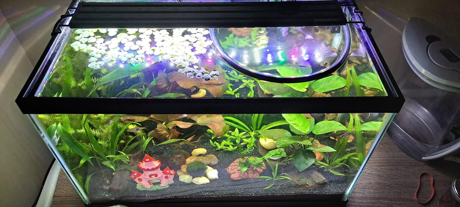 Best Filters for Lightly Planted Tanks: Top Picks for Crystal Clear ...
