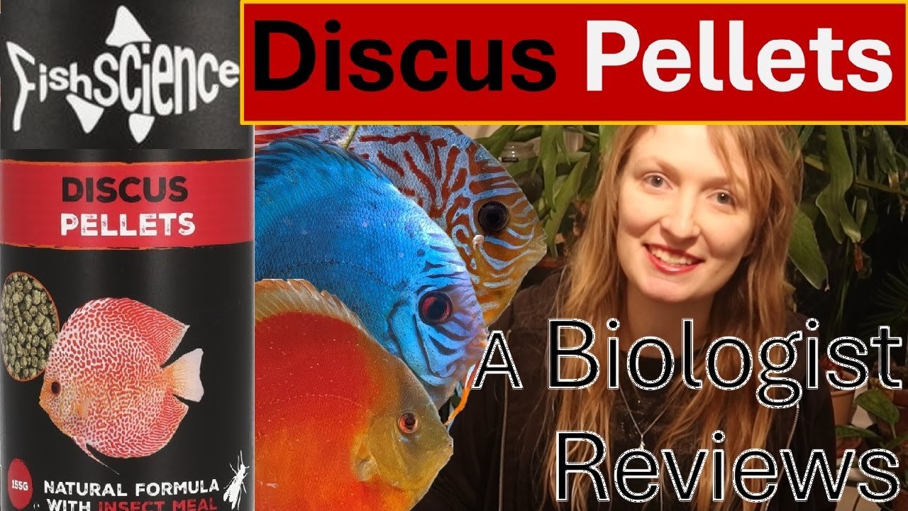 Best Food for Discus Fish: Top Nutritious Picks for Vibrant Health ...