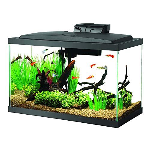 Best Guppy Tank Setup for Beginners: Top Starter Kits and Essentials ...
