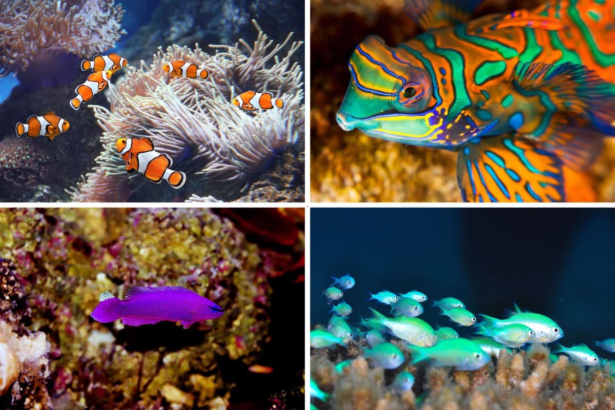 Best Species for a Reef Tank: Ultimate Guide to Vibrant Choices - Top ...