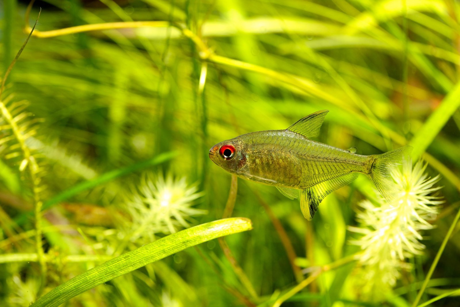 Best Tank Mates for Tetras: Top Peaceful Fish Choices - Top Aquarium