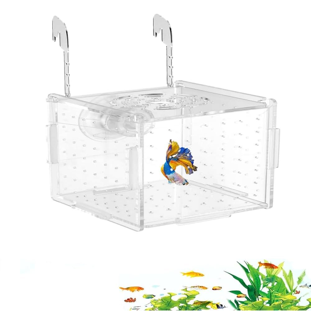 Betta Breeding Cage Use: Essential Tips for Successful Spawning ...