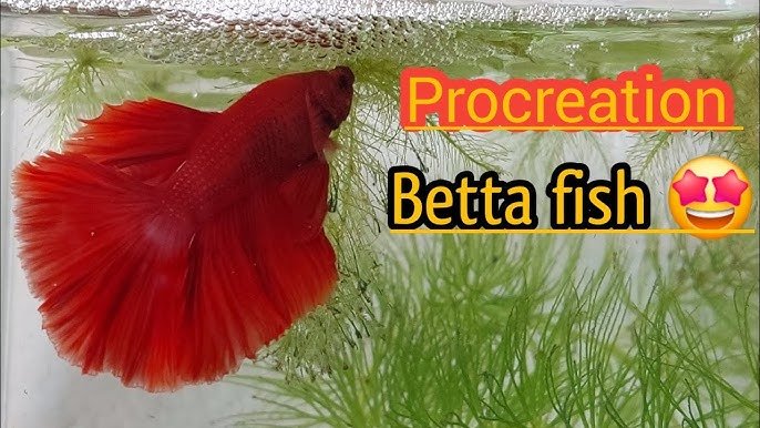 Betta Breeding Guide: Expert Tips for Successful Spawning - Top Aquarium