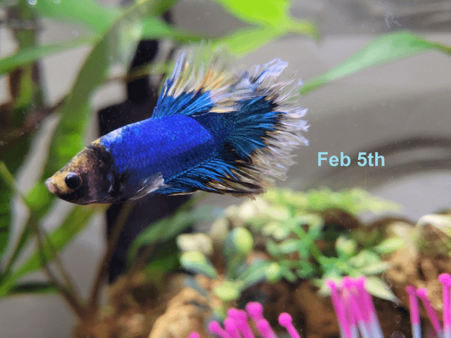 Betta Color Inheritance Tips: Master Genetics for Stunning Fish - Top ...