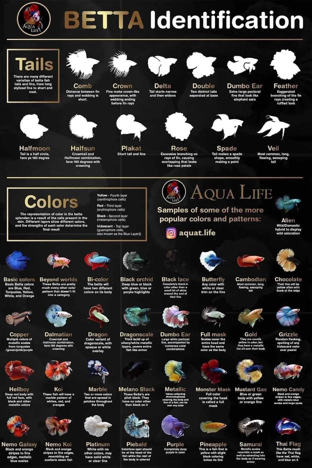 Betta Color Variations Guide: Stunning Hues to Brighten Your Tank ...