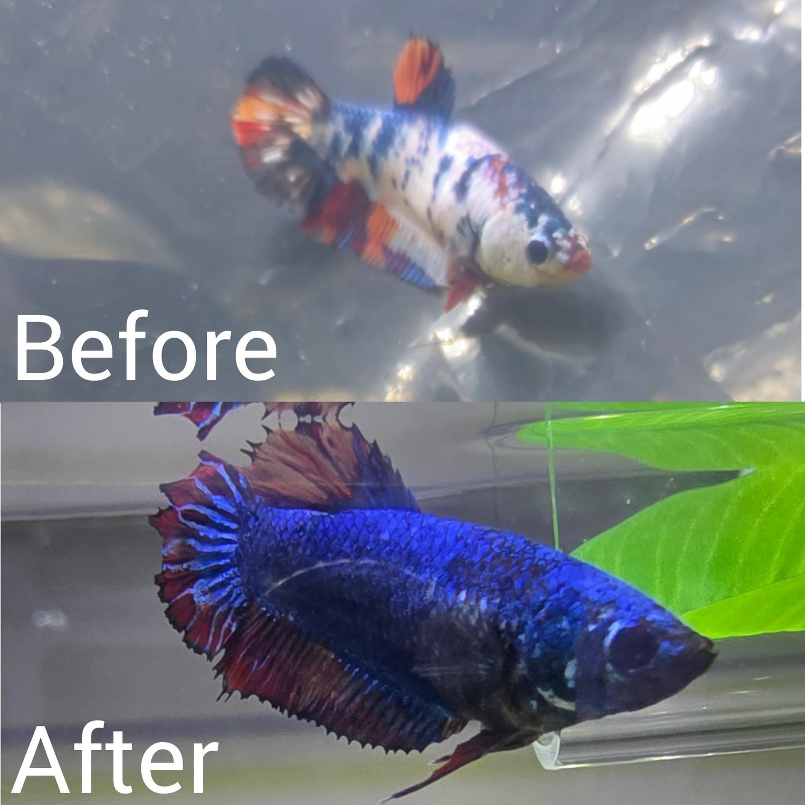 Betta Female Color Changes: Stunning Transformations Explained - topaqurium