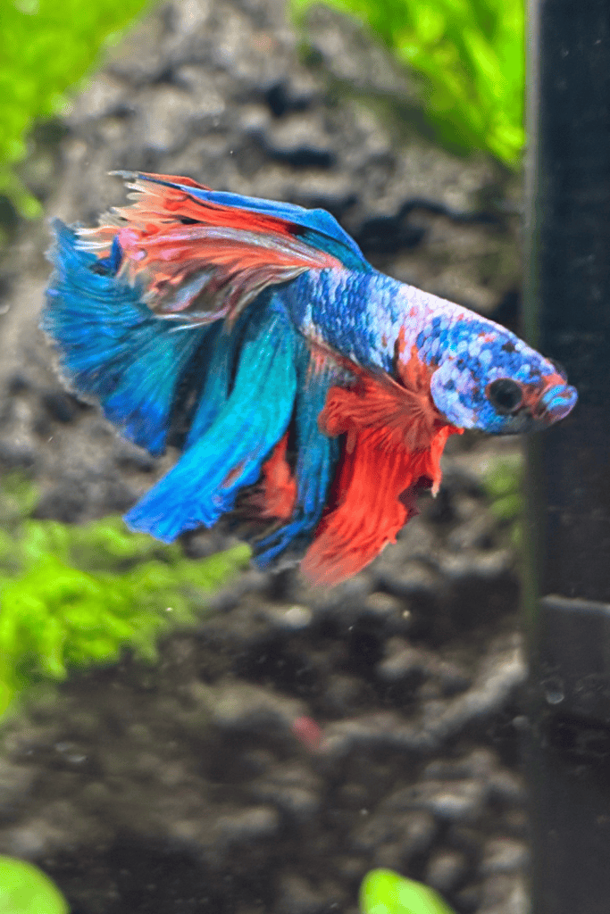 Betta Fish Ideal Water Temperature: Ultimate Guide for Healthy Care ...