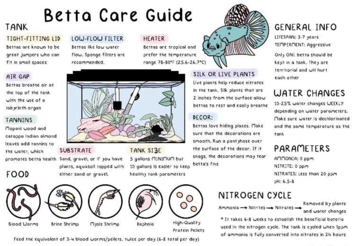 Betta Fish Tank Setup Guide: Ultimate Tips for a Thriving Aquarium ...