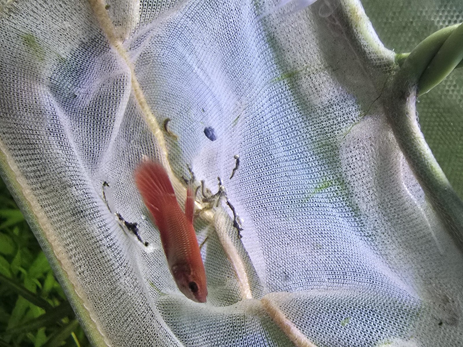 Betta Fry Care for Beginners: Essential Tips for Healthy Growth - Top ...