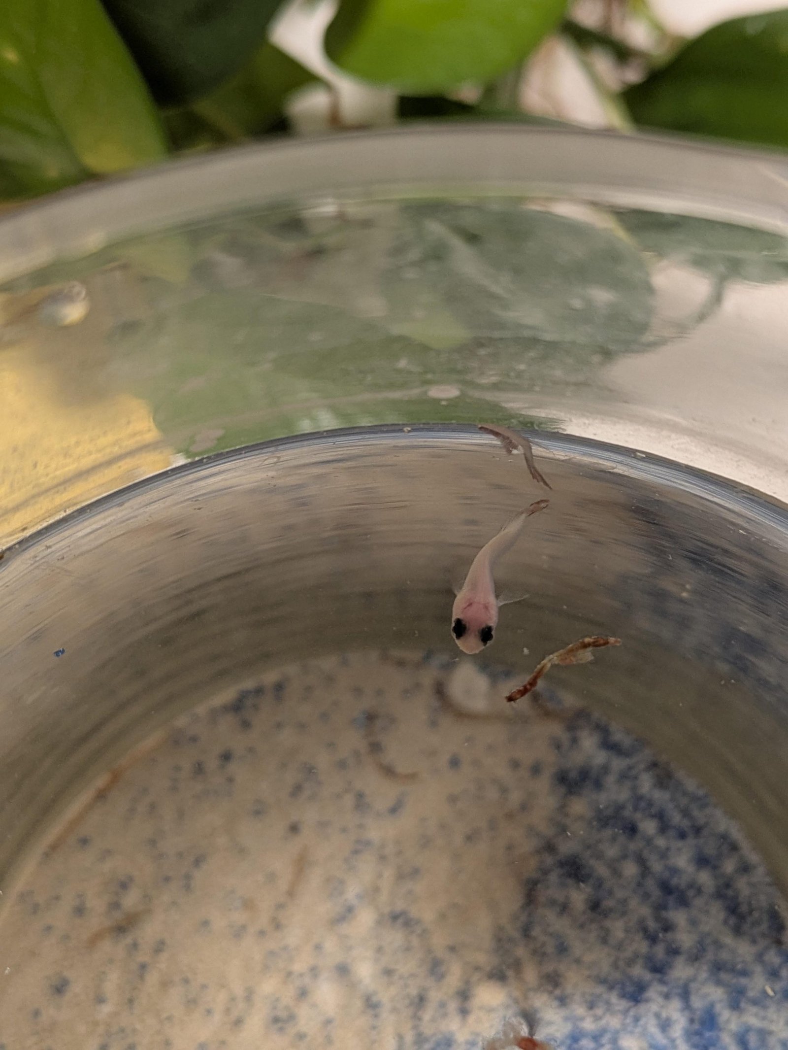 Betta Fry Feeding With Brine Shrimp: Ultimate Growth Guide - Top Aquarium
