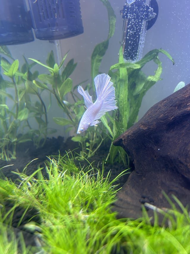 Betta Live Food Feeding: Essential Tips for Vibrant, Healthy Fish - Top ...