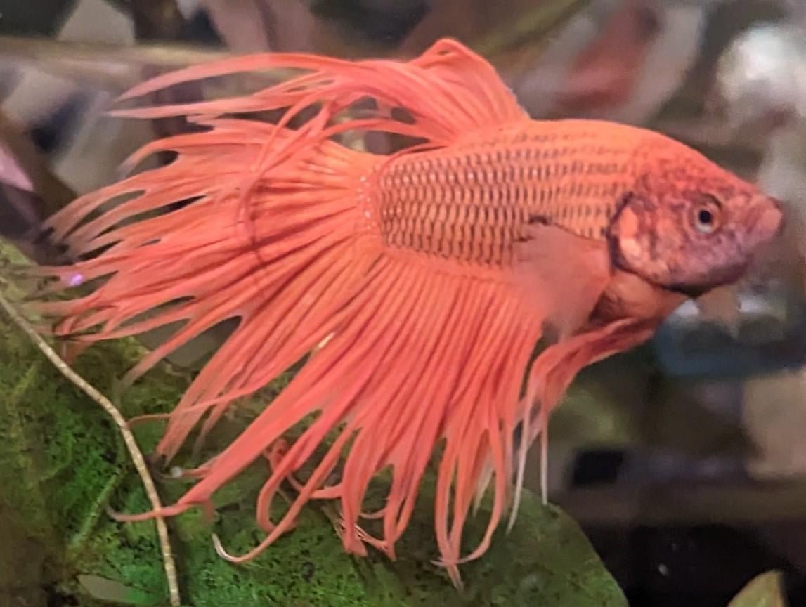 Betta Long Fin Vs Short Fin: Ultimate Guide to Choosing Yours - Top ...