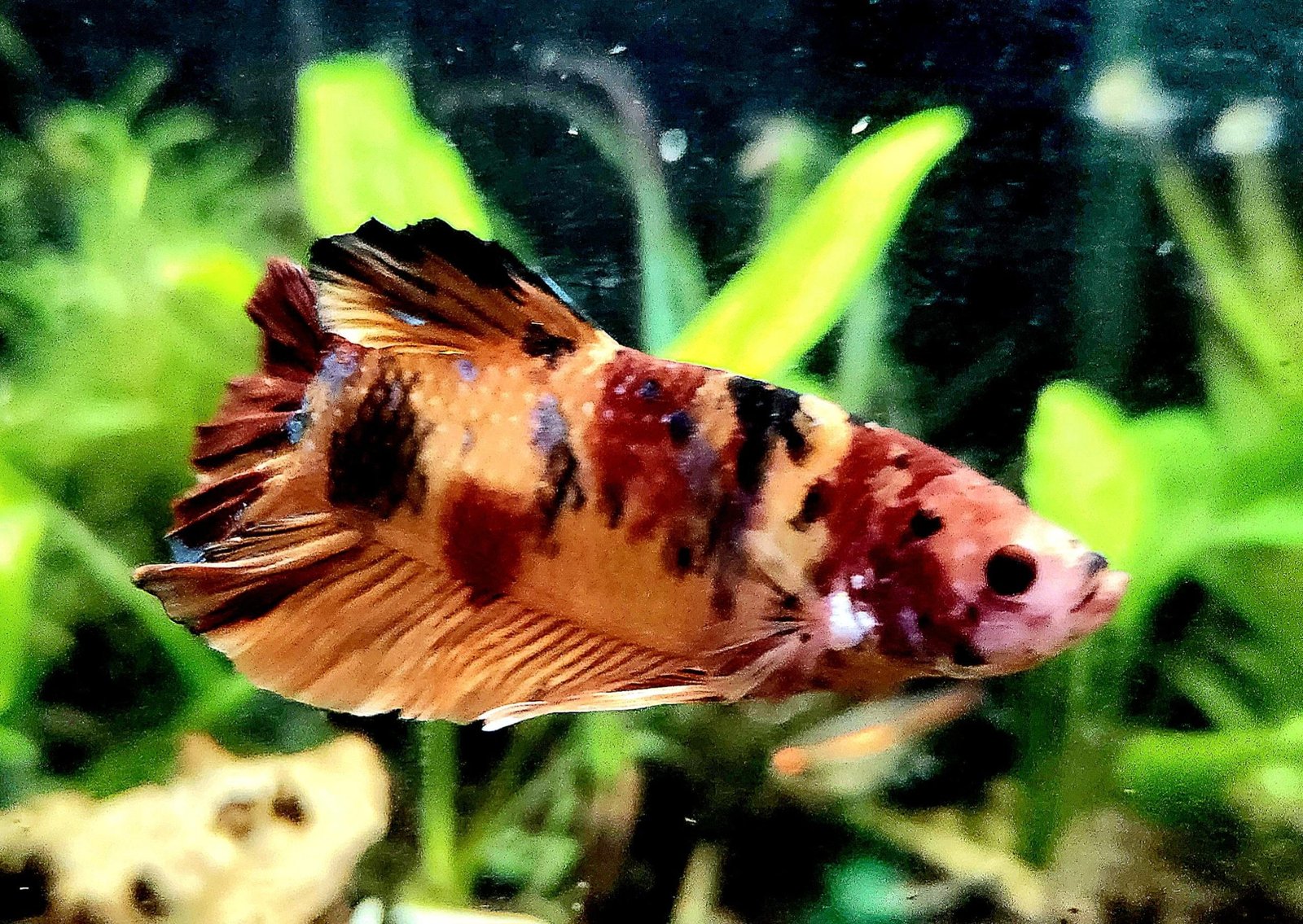 Betta Rare Color Identification: Ultimate Guide to Stunning Hues - Top ...