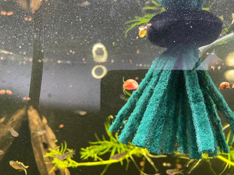 Betta Spawning Mop Use: Ultimate Guide for Successful Breeding - Top ...