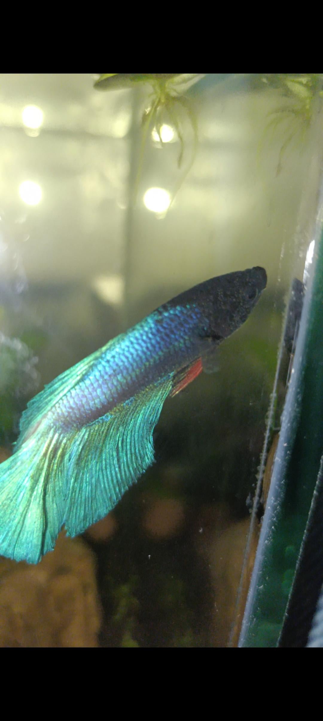 Betta Velvet Disease Prevention: Ultimate Guide to Keep Fish Healthy ...