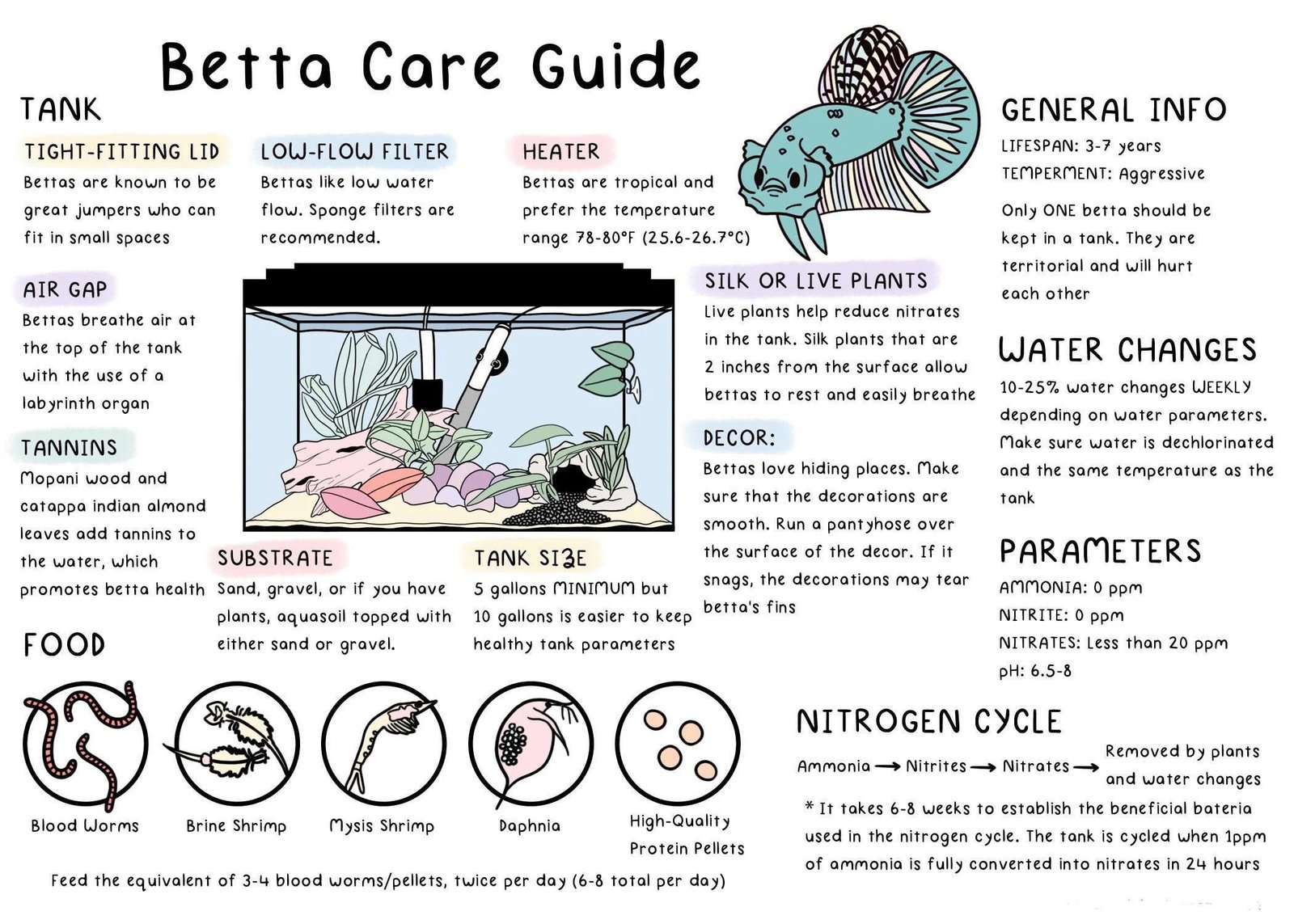 Betta Water Oxygen Requirements: Essential Tips for Healthy Fish - Top ...