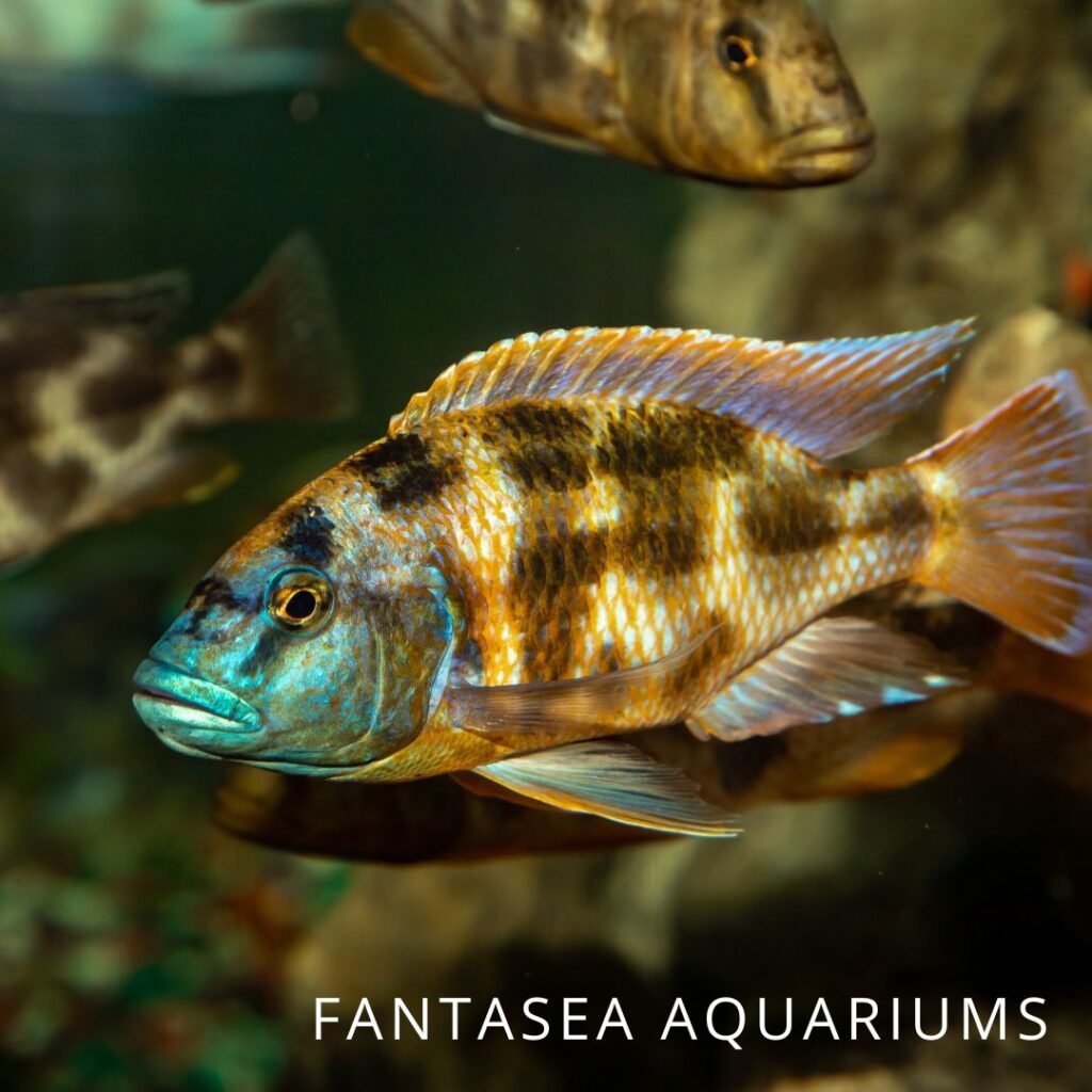 Cichlid Color Variations Explained: Ultimate Guide to Stunning Hues ...