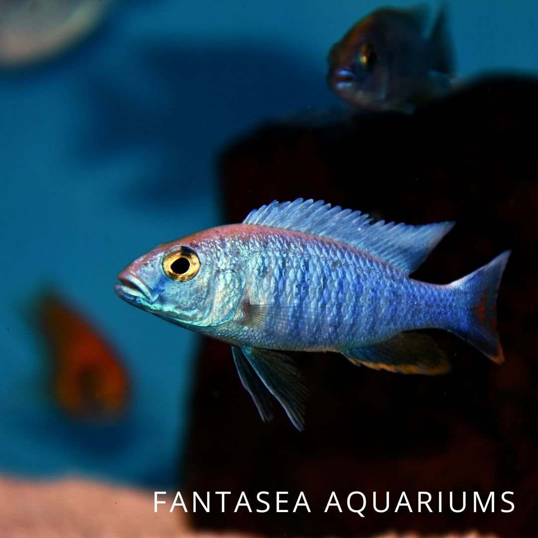 Cichlid Color Variations Guide: Ultimate Tips to Brighten Your Aquarium ...