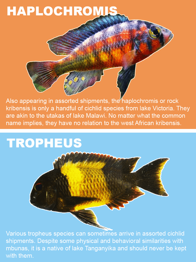 Cichlid Selective Breeding Guide: Expert Tips for Stunning Results ...
