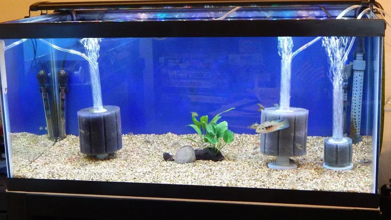 Cichlid Tank Oxygenation Tips: Ultimate Guide for Healthy Fish - Top ...