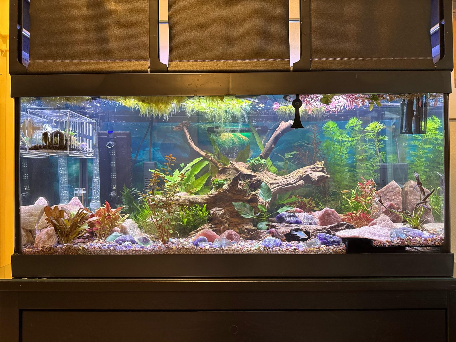 Dense Planted Tank Ideas: Stunning Designs for Lush Aquascapes - Top ...