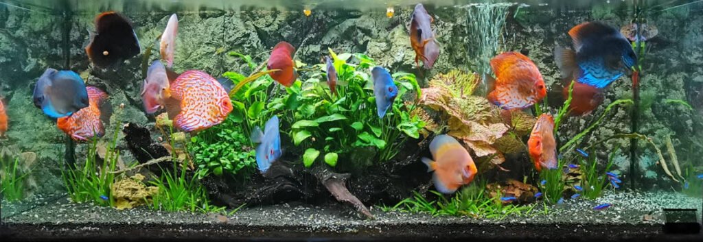 Discus Breeding Environment Simulation: Ultimate Guide for Success ...