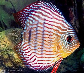 Discus Color Variations Explained: Ultimate Guide to Stunning Hues ...