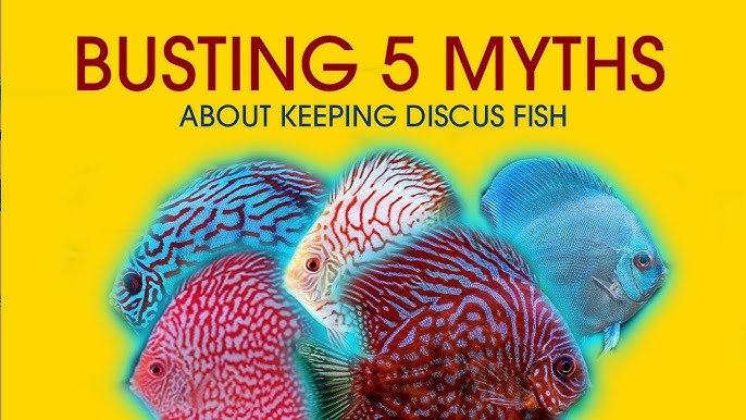 Discus Fry Care Tips: Essential Secrets for Healthy Growth - Top Aquarium