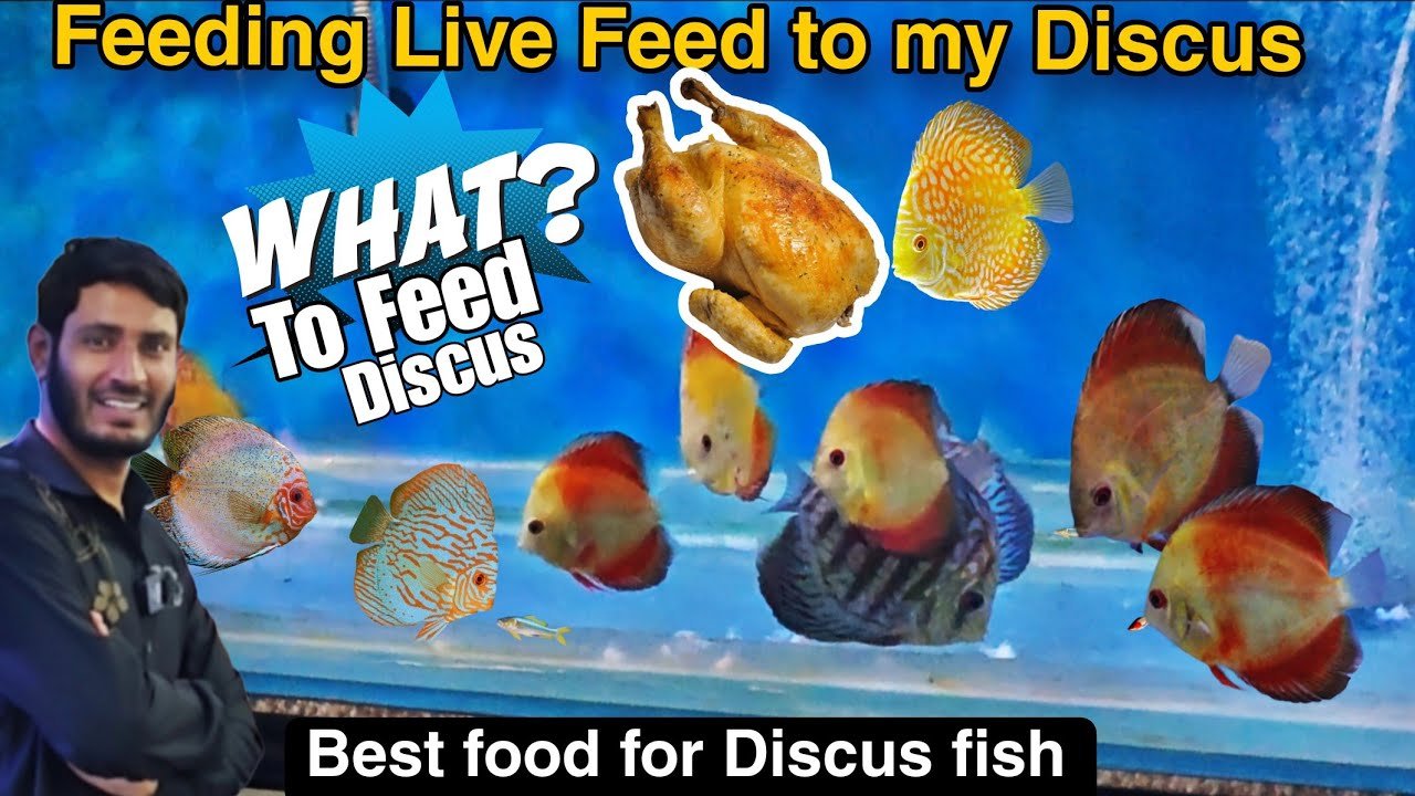 Discus Fry Feeding With Live Food: Ultimate Guide for Healthy Growth ...