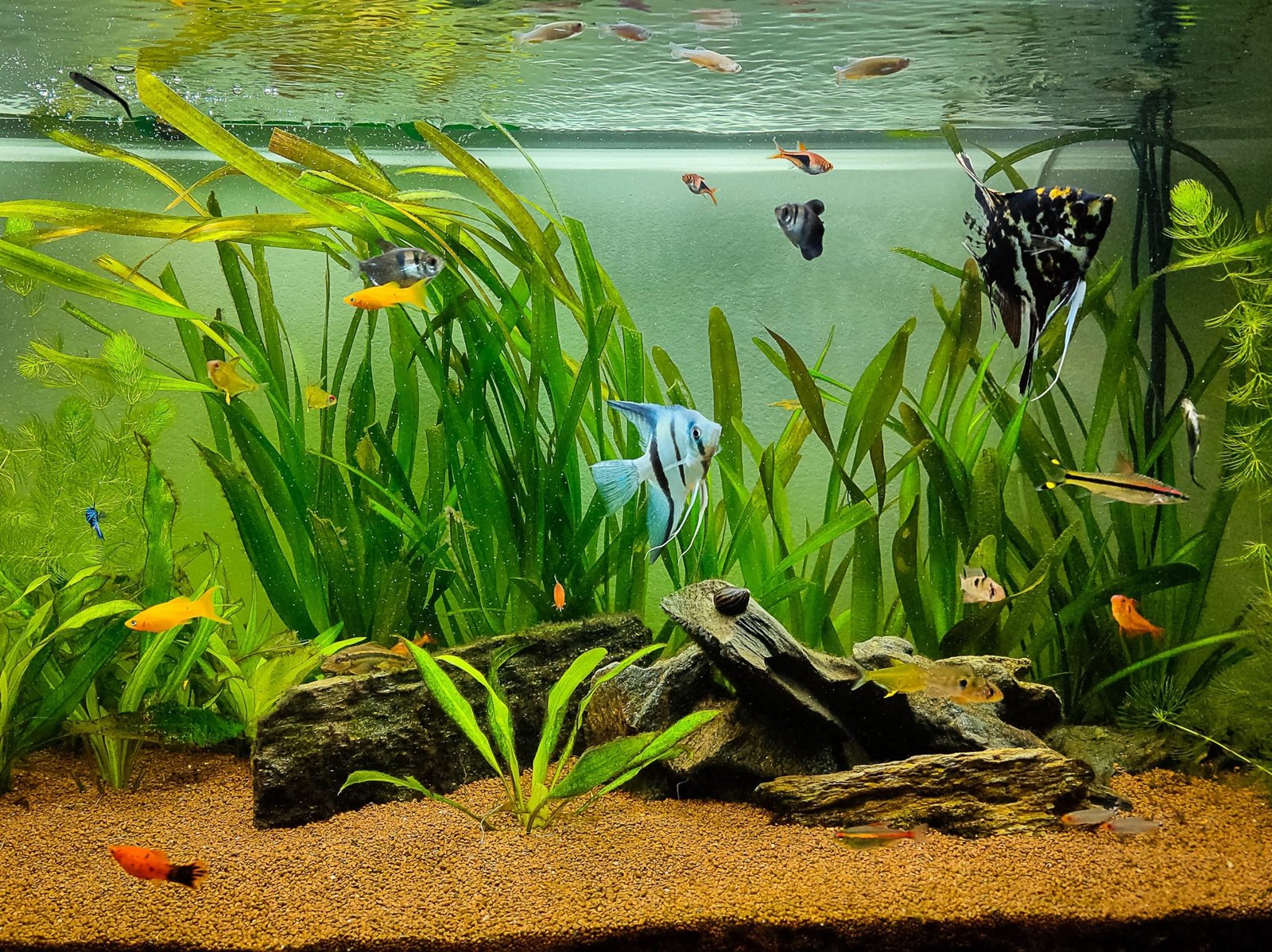 Dwarf Gourami Tank Setup: Ultimate Guide for a Vibrant Aquarium - Top ...