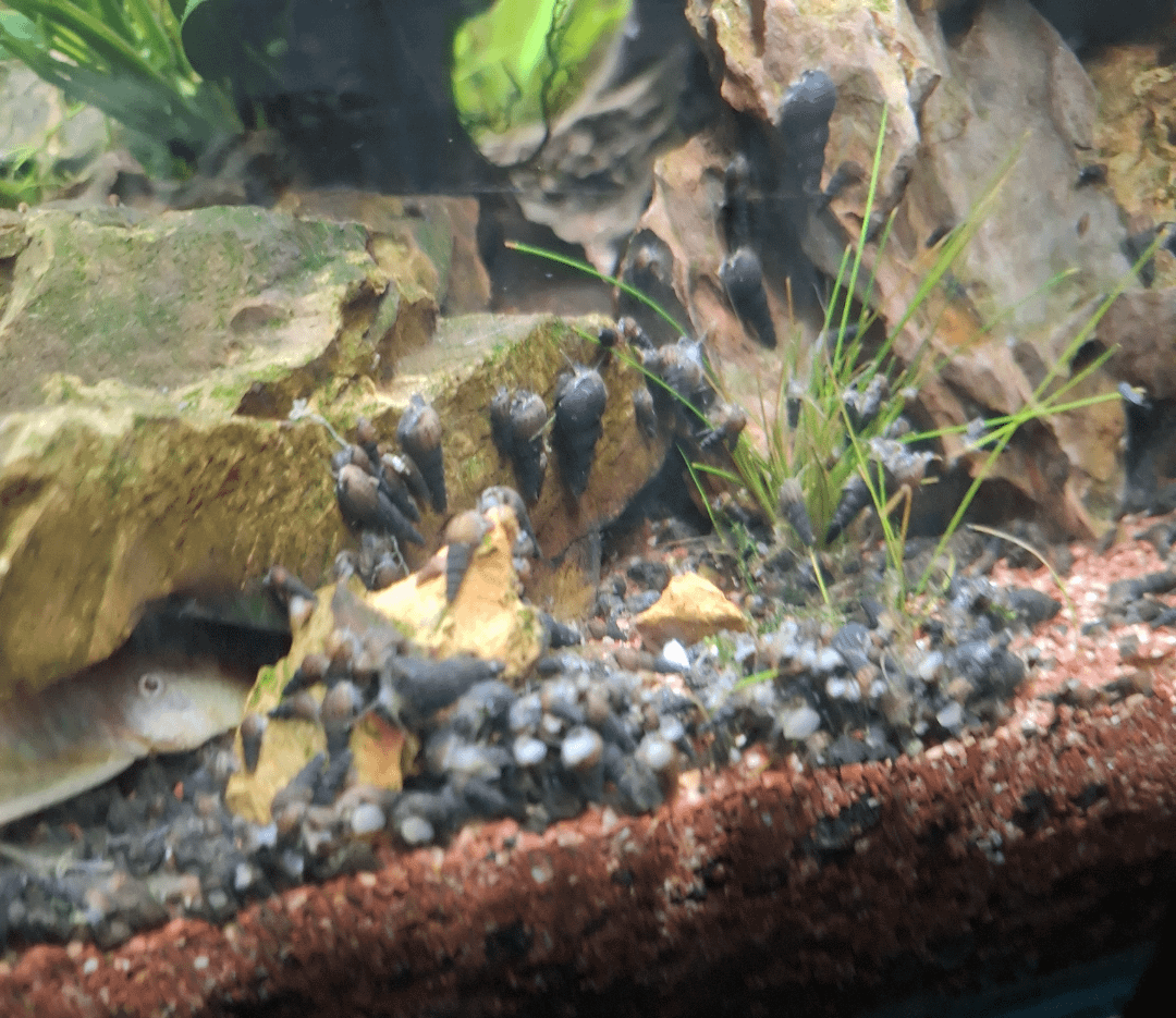 Feeding for Shy Fish: Expert Tips to Boost Their Appetite - Top Aquarium
