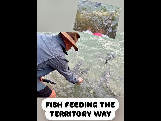 Feeding for Territorial Fish: Expert Tips to Boost Health & Growth ...
