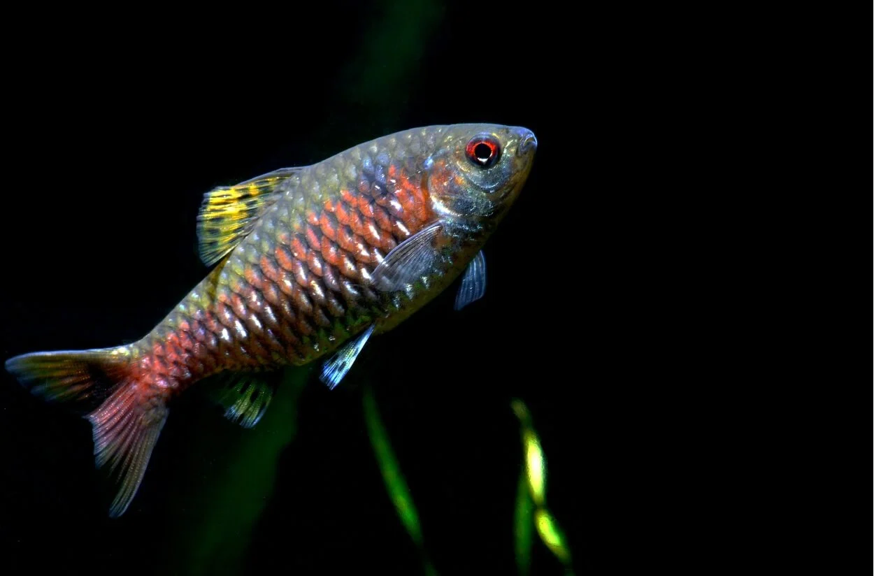 Feeding Ornamental Fish for Coldwater Species: Expert Tips & Tricks ...